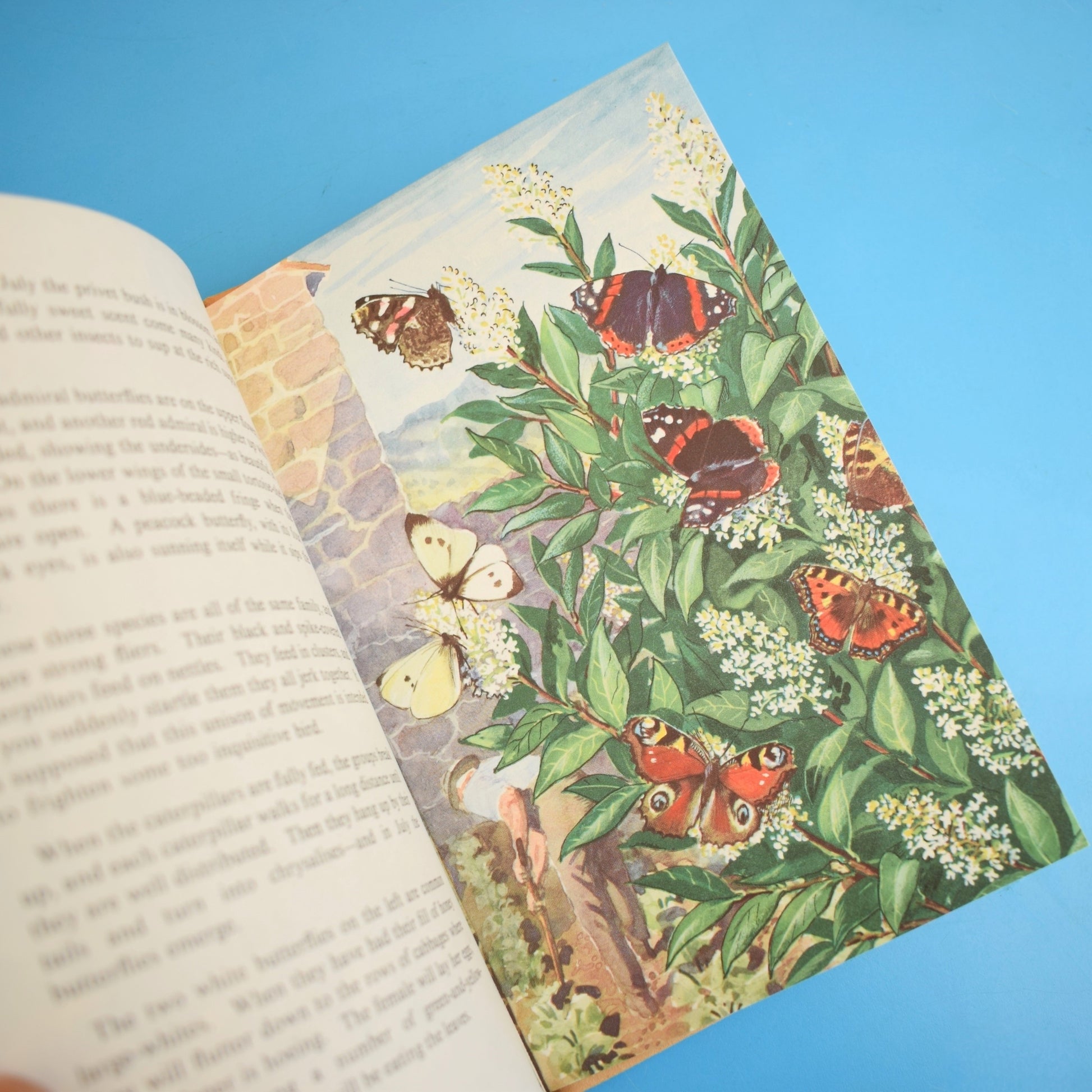 Vintage 1960s Ladybird Book - What to Look for in Summer & Spring ...